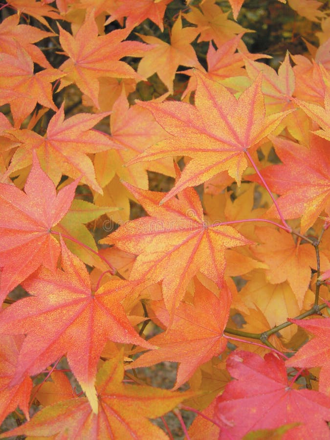 Bright Orange Japanese Maple Leaves in Autumn. Stock Photo - Image of ...