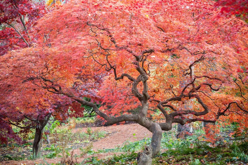 Japanese Maple stock photo. Image of japanese, acer, autumn - 46609378