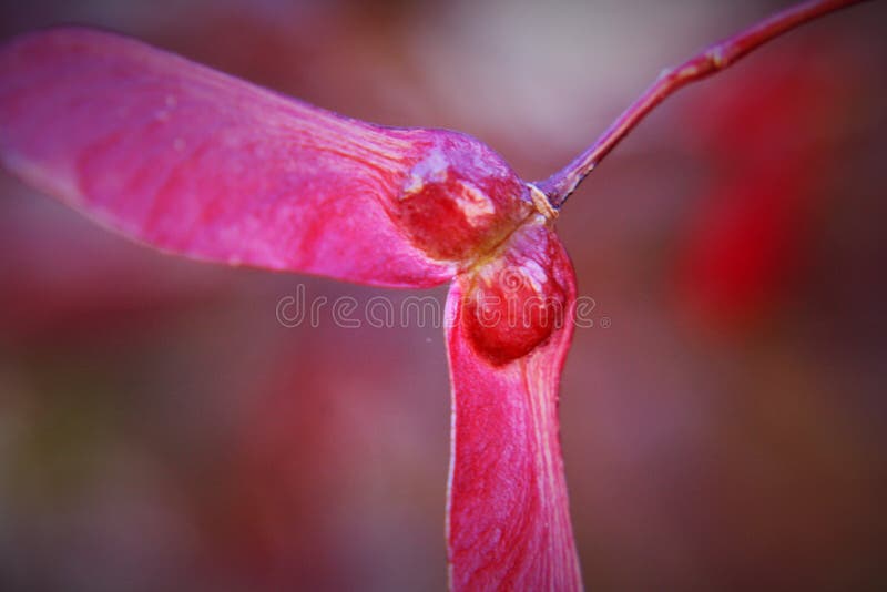 Japanese Maple `Moonfire` Fruit Stock Image - Image of fruit, moonfire ...