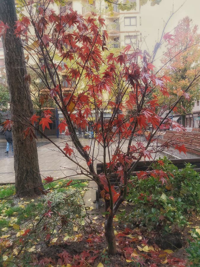 A japanese maple in a park stock photo. Image of landscape - 106223498