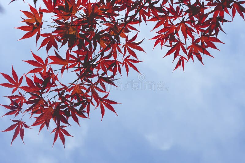 Japanese maple red leaves stock photo. Image of japan - 127170600