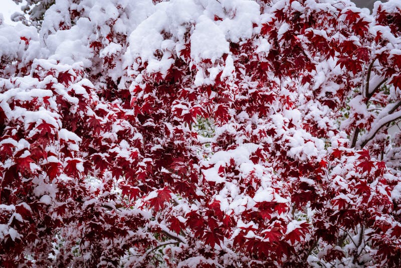 Japanese Maple Red Leaves Covered by Snow Stock Photo - Image of branch ...