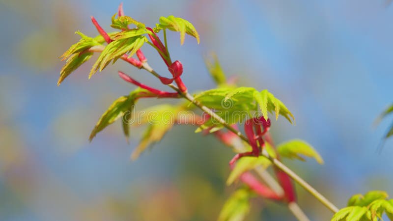 Japanese Maple Shoots in Green and Red. Bright Green Foliage Unfolding ...
