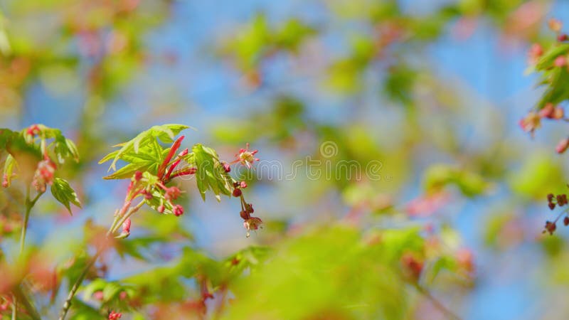 Japanese Maple or Smooth Japanese-Maple. Acer Palmatum Deciduous Tree ...