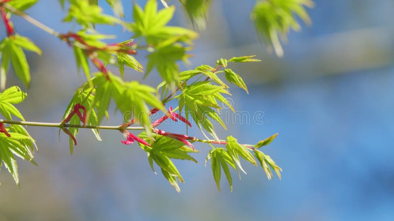 Japanese Maple or Smooth Japanese-Maple. Acer Palmatum Deciduous Tree ...