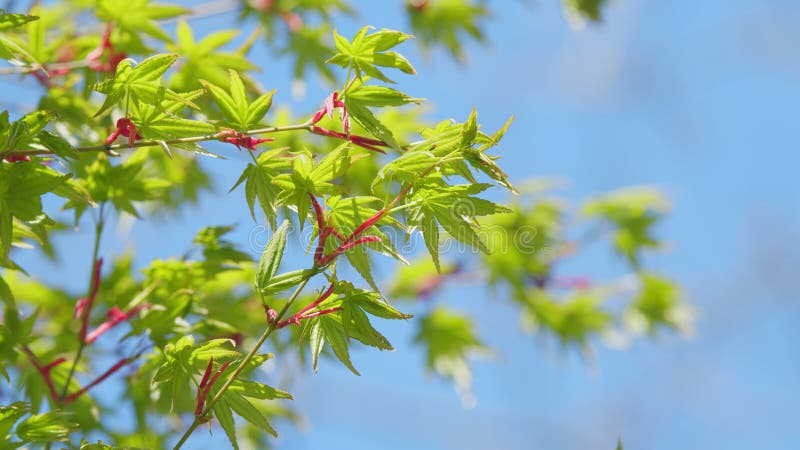 Japanese Maple or Smooth Japanese-Maple. Acer Palmatum Deciduous Tree ...