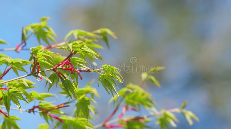 Japanese Maple or Smooth Japanese-Maple. Acer Palmatum Deciduous Tree ...