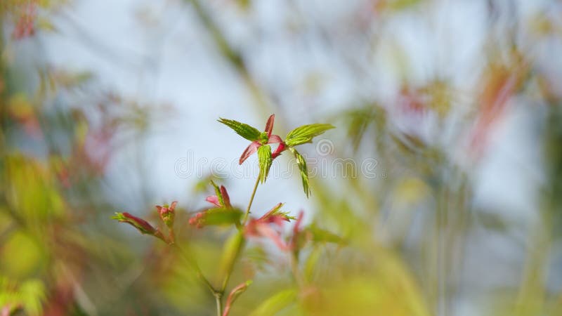Japanese Maple or Smooth Japanese-Maple. Acer Palmatum Deciduous Tree ...