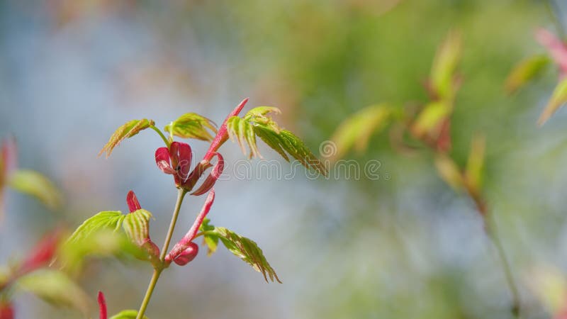 Japanese Maple or Smooth Japanese-Maple. Acer Palmatum Deciduous Tree ...