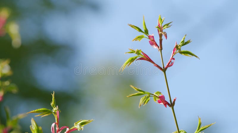 Japanese Maple or Smooth Japanese-Maple. Acer Palmatum Deciduous Tree ...