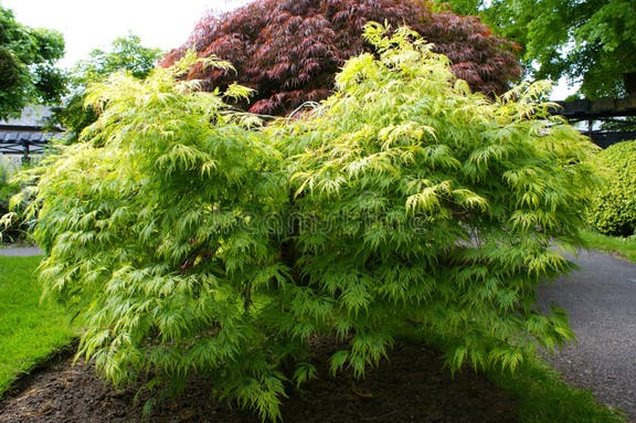 Japanese Maple in a Japanese Garden Stock Photo - Image of deciduous ...