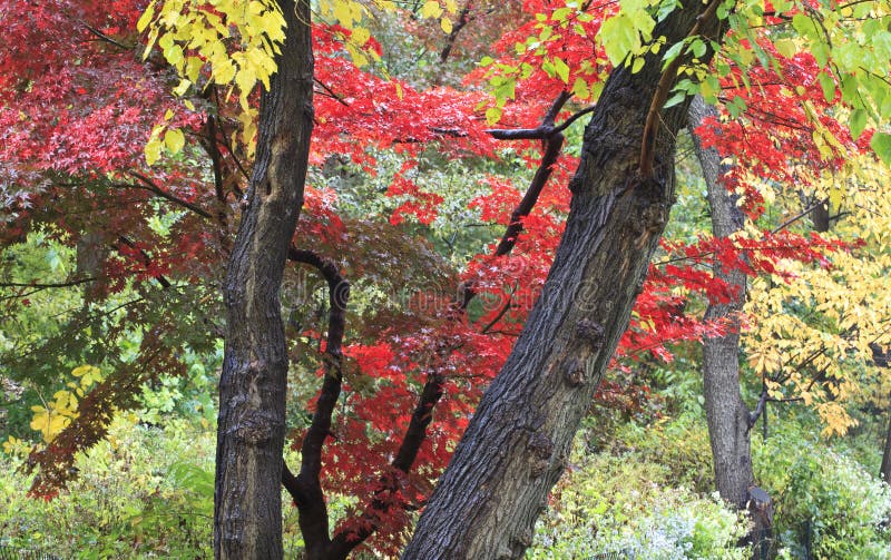 Japanese maple tree stock image. Image of japanese, colored - 11626773
