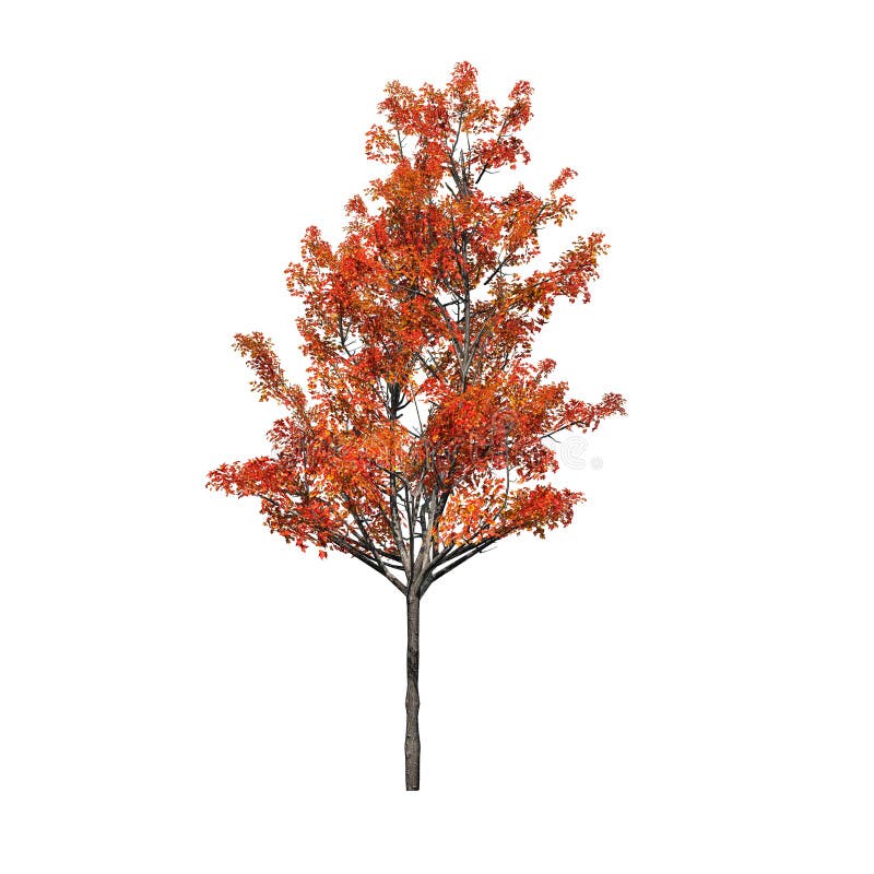 Japanese Maple Tree in Autumn Stock Illustration - Illustration of ...