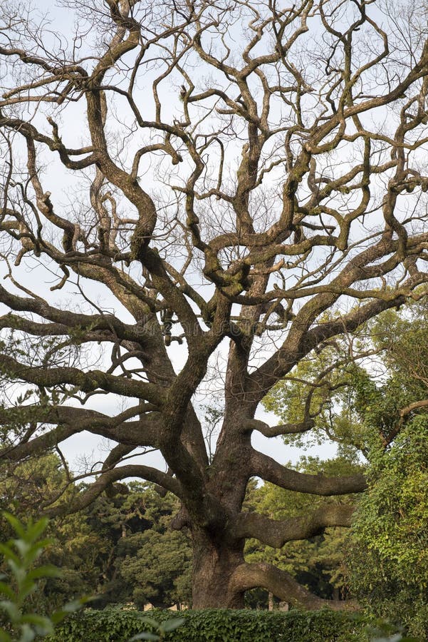 Japanese Maple Tree in Autumn, Kyoto, Japan Stock Image - Image of ...