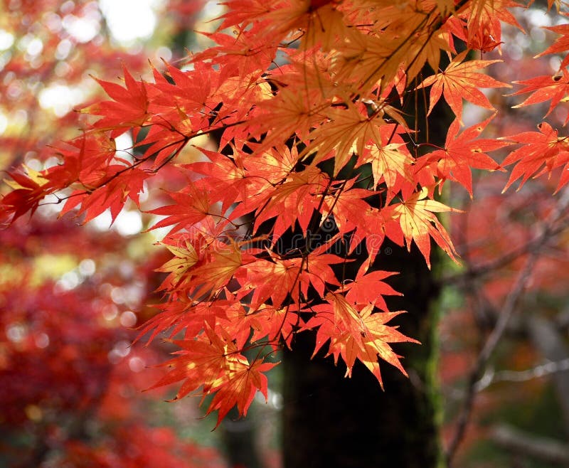 Japanese Maple Tree and Autumn Leaves Stock Image - Image of leaf ...