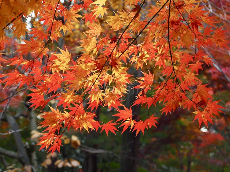 Japanese Maple Tree and Autumn Leaves Stock Photo - Image of japan ...