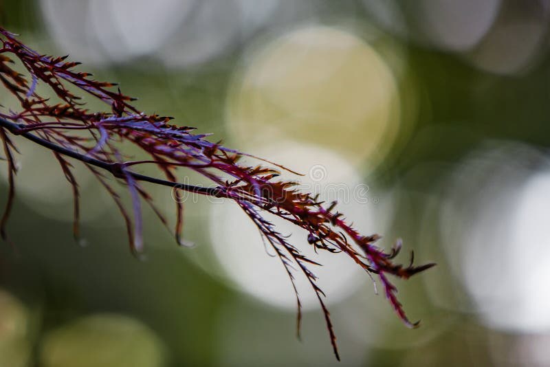 Japanese maple tree branch stock image. Image of branch - 132041721