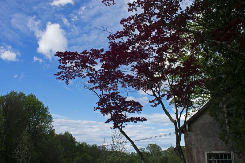 Japanese Maple Tree with Dark Red Leaves -09 Stock Image - Image of ...