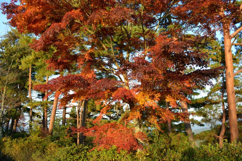 Japanese Maple Tree in the Fall Stock Image - Image of kyoto, canopy ...