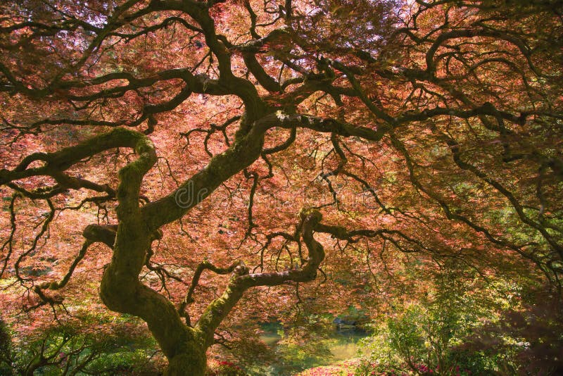 Japanese Maple Tree stock image. Image of orange, leaves - 54762421