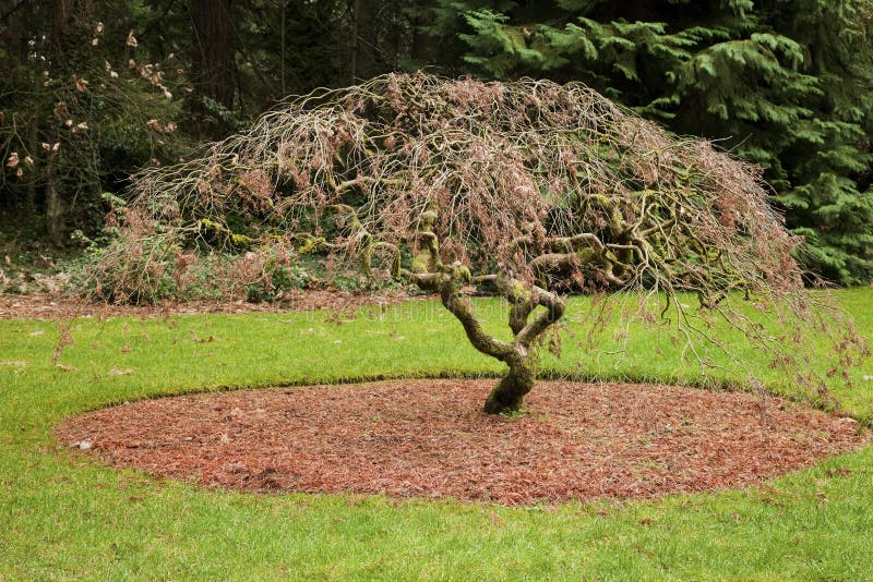 Japanese Maple Tree, Grotto Gardens Portland or. Stock Image - Image of ...
