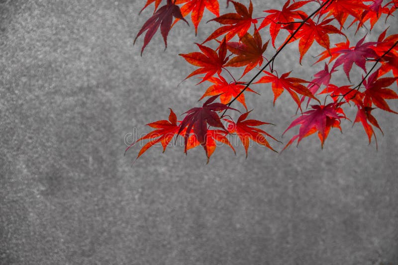 Japanese Maple Tree Leaves Against Grey Wall Stock Image - Image of ...