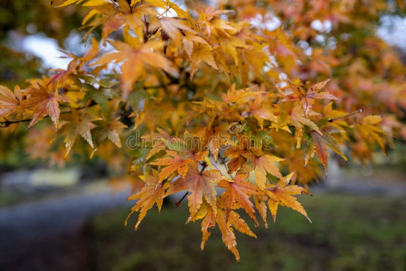 Japanese Maple Tree Leaves in Autumn Stock Image - Image of backdrop ...