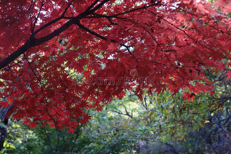Red Japanese Maple Tree Leaves in the Fall Stock Image - Image of ...