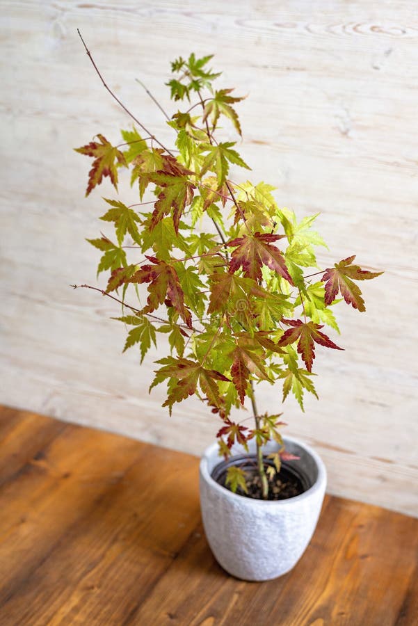 Japanese Maple Tree in a Pot Stock Photo - Image of foliage, garden ...