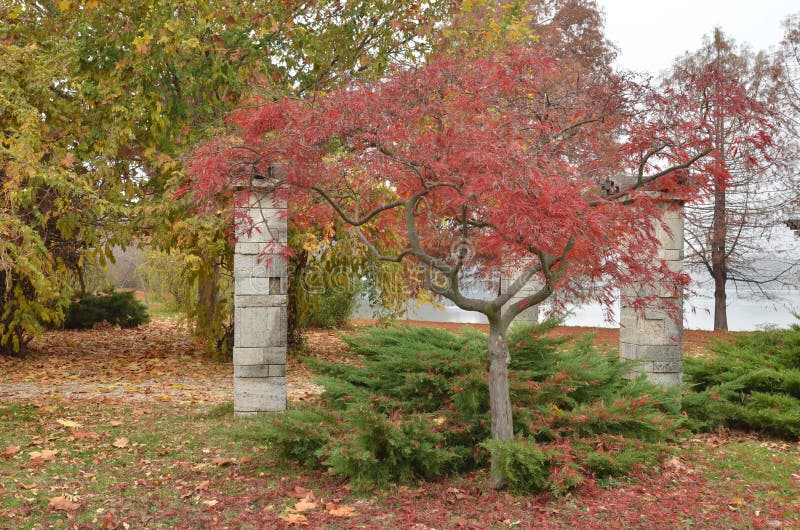 Japanese Maple Tree with Red Autumn Foliage Stock Image - Image of ...