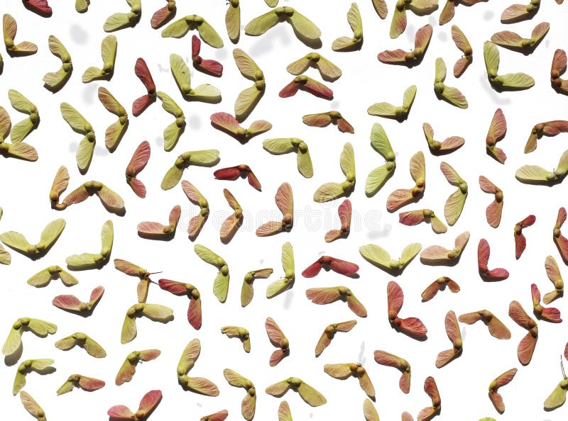 Japanese maple tree seeds. stock photo. Image of tree - 36589614