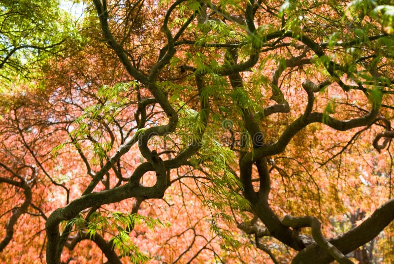 Japanese Maple stock image. Image of orange, spring, japanese - 49532271