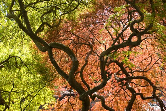 Japanese Maple stock photo. Image of trunk, limbs, japanese - 49532500