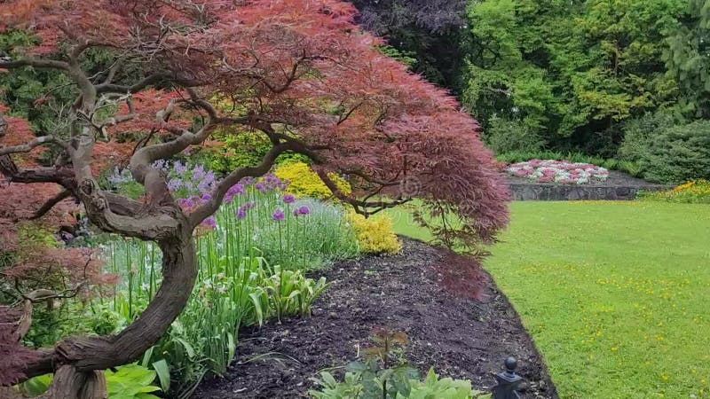 Japanese Maple Tree in Spring Stock Footage - Video of vegetation ...