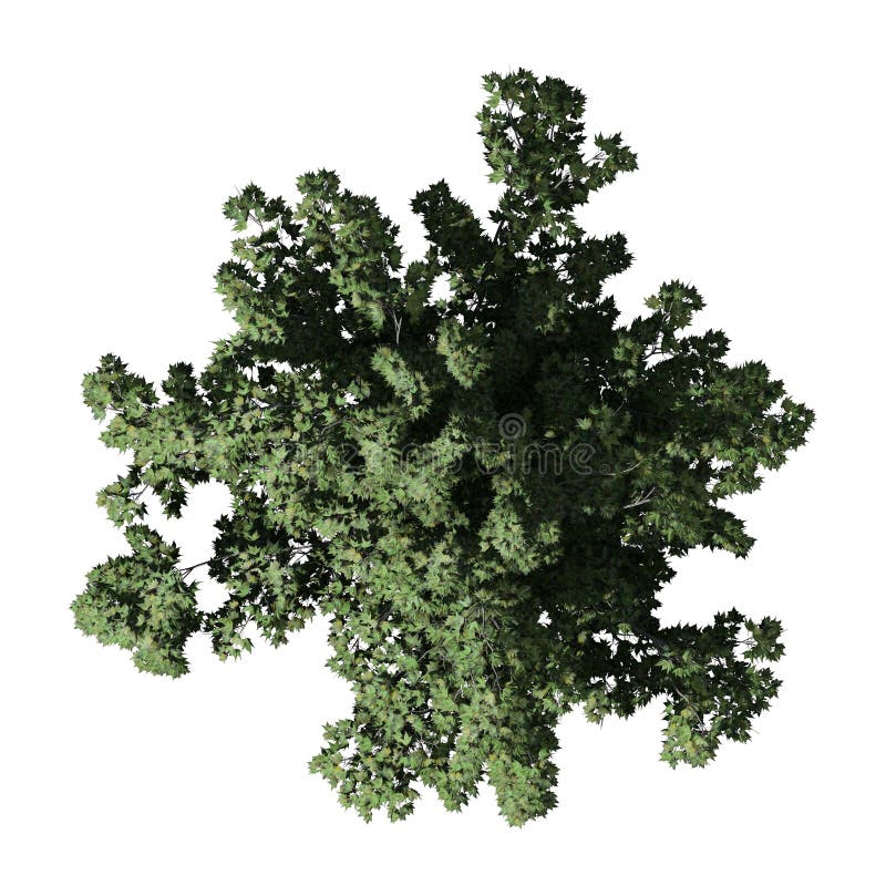 Japanese Maple Tree Top View Isolated on White Background Stock Image ...