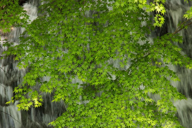 Japanese Maple Tree and Waterfall Stock Photo - Image of fresh ...