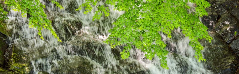 Japanese Maple Tree and Waterfall Stock Image - Image of greensceneryn ...