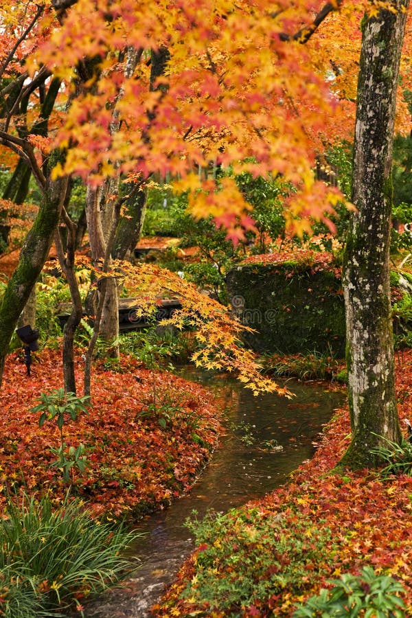 Japanese maple trees stock photo. Image of autumn, colorful - 12151212
