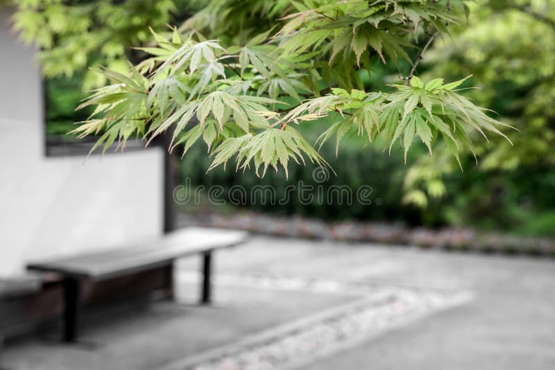 Japanese Maple Trees and a Bench Stock Image - Image of calm, exterior ...