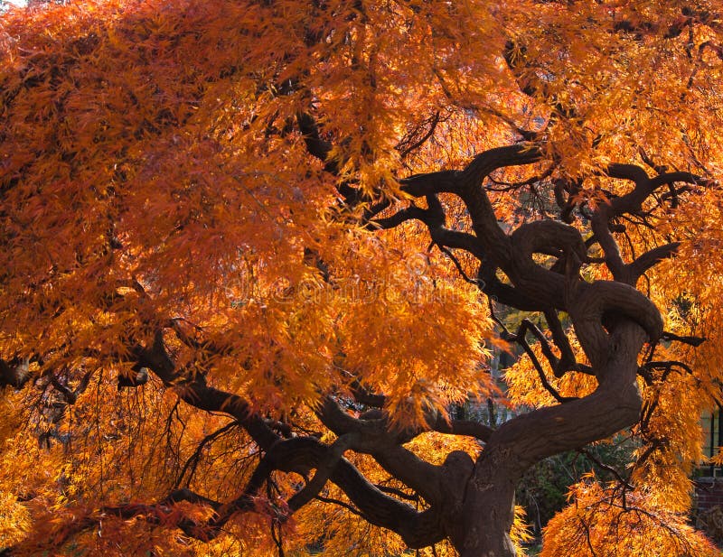 Japanese Maple with Twisted Trunk Stock Photo - Image of autumn, maple ...
