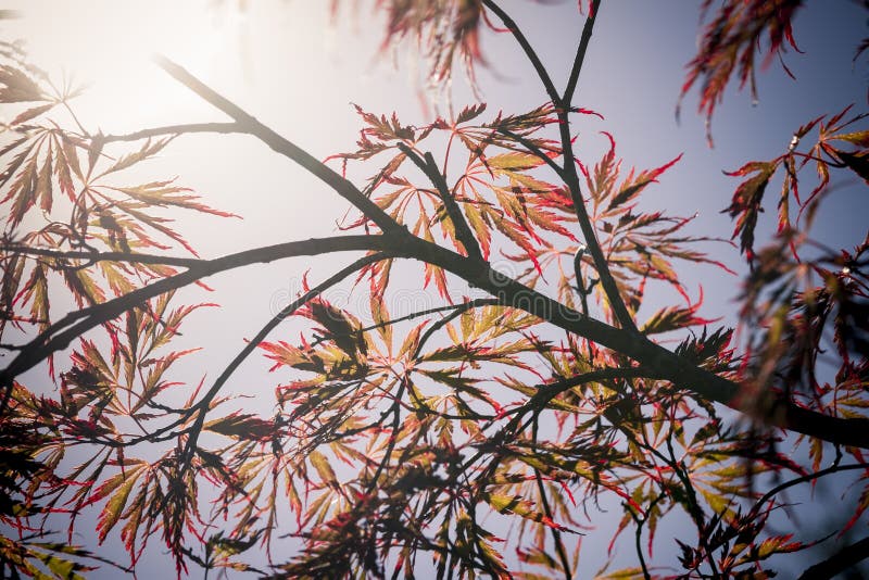 Japanse Red Maple Stock Photos - Free & Royalty-Free Stock Photos from ...