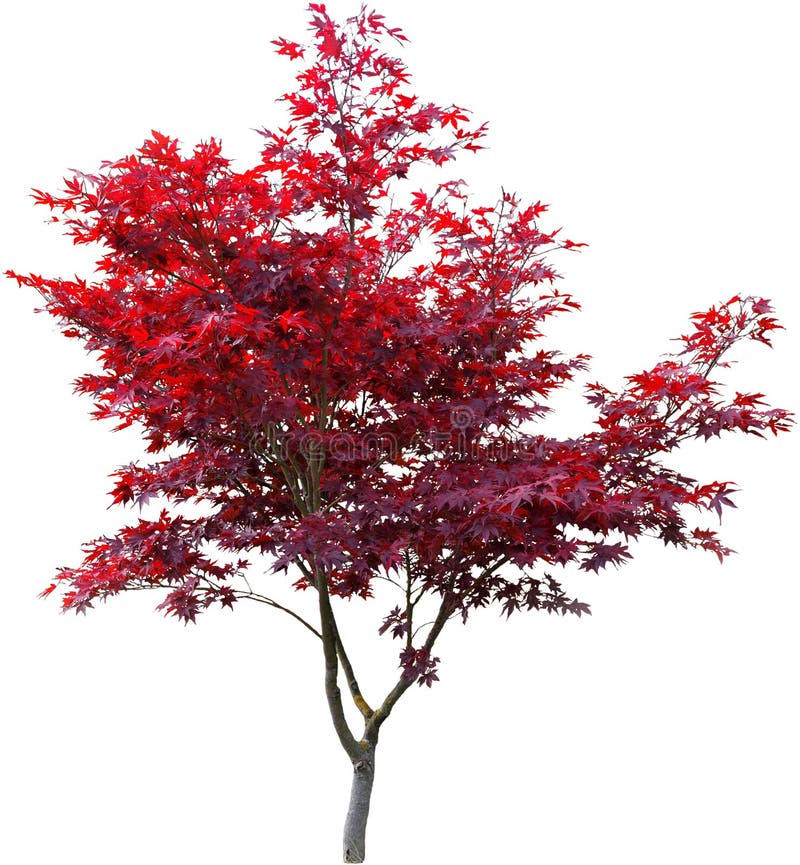Japanese Red Maple Tree