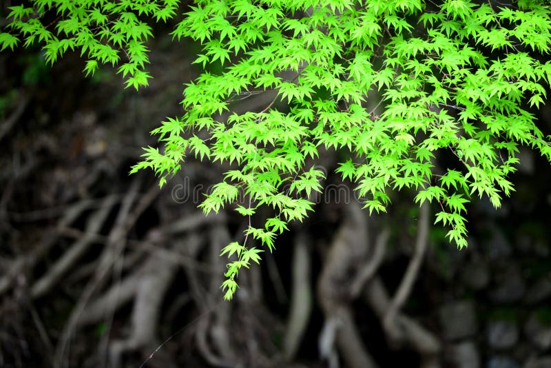 Japanese maples in spring stock photo. Image of japanese - 65610750