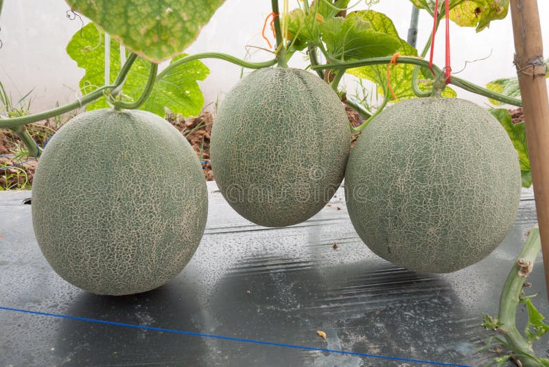 Japanese melon stock image. Image of food, planting, netted - 45506533