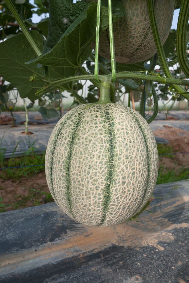 Japanese melon stock image. Image of food, planting, netted - 45506533