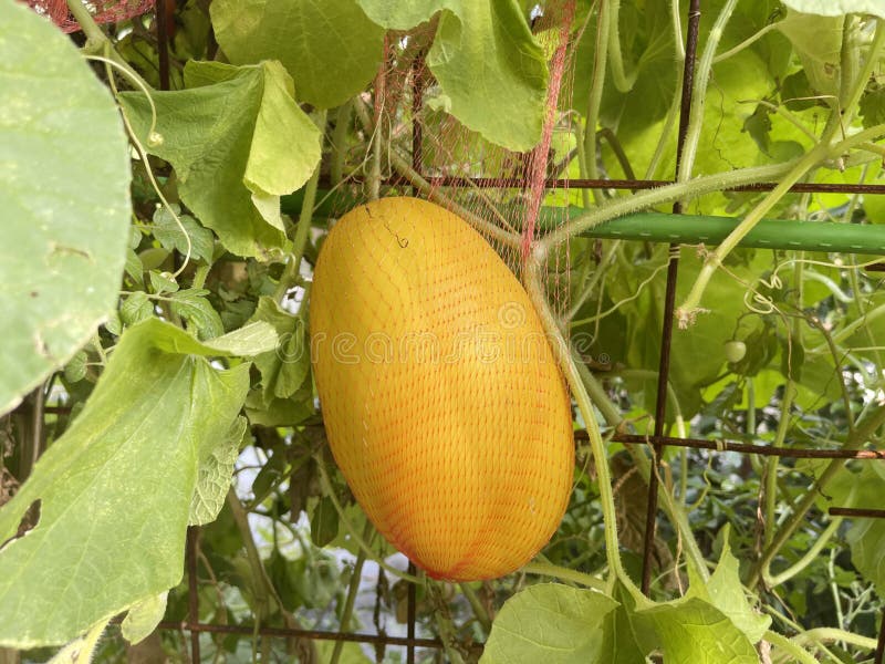 Japanese Melon Growing in a Net Hanging Stock Image - Image of food ...