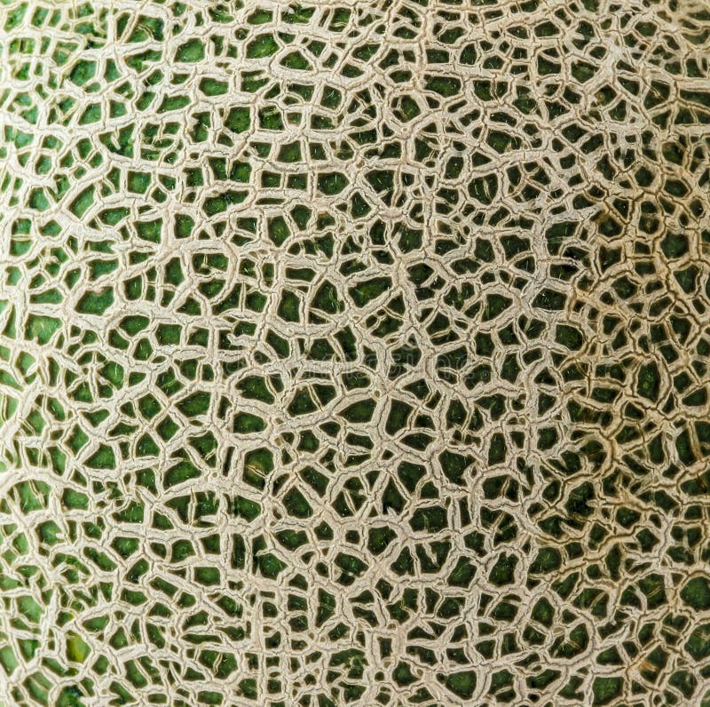 Melon skin stock photo. Image of fruit, scratchy, flora - 20557232