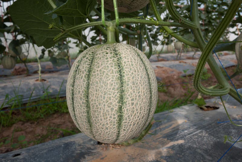 Japanese melon stock photo. Image of plant, texture, fresh - 46747772