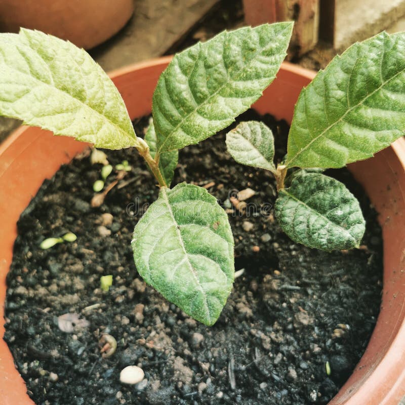 Japanese mespilus plant stock photo. Image of leaf, wildflower - 256668090