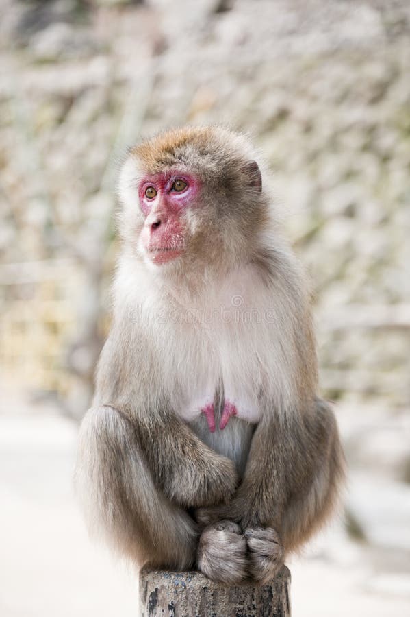 Japanese monkey stock photo. Image of beasts, creature - 27865080